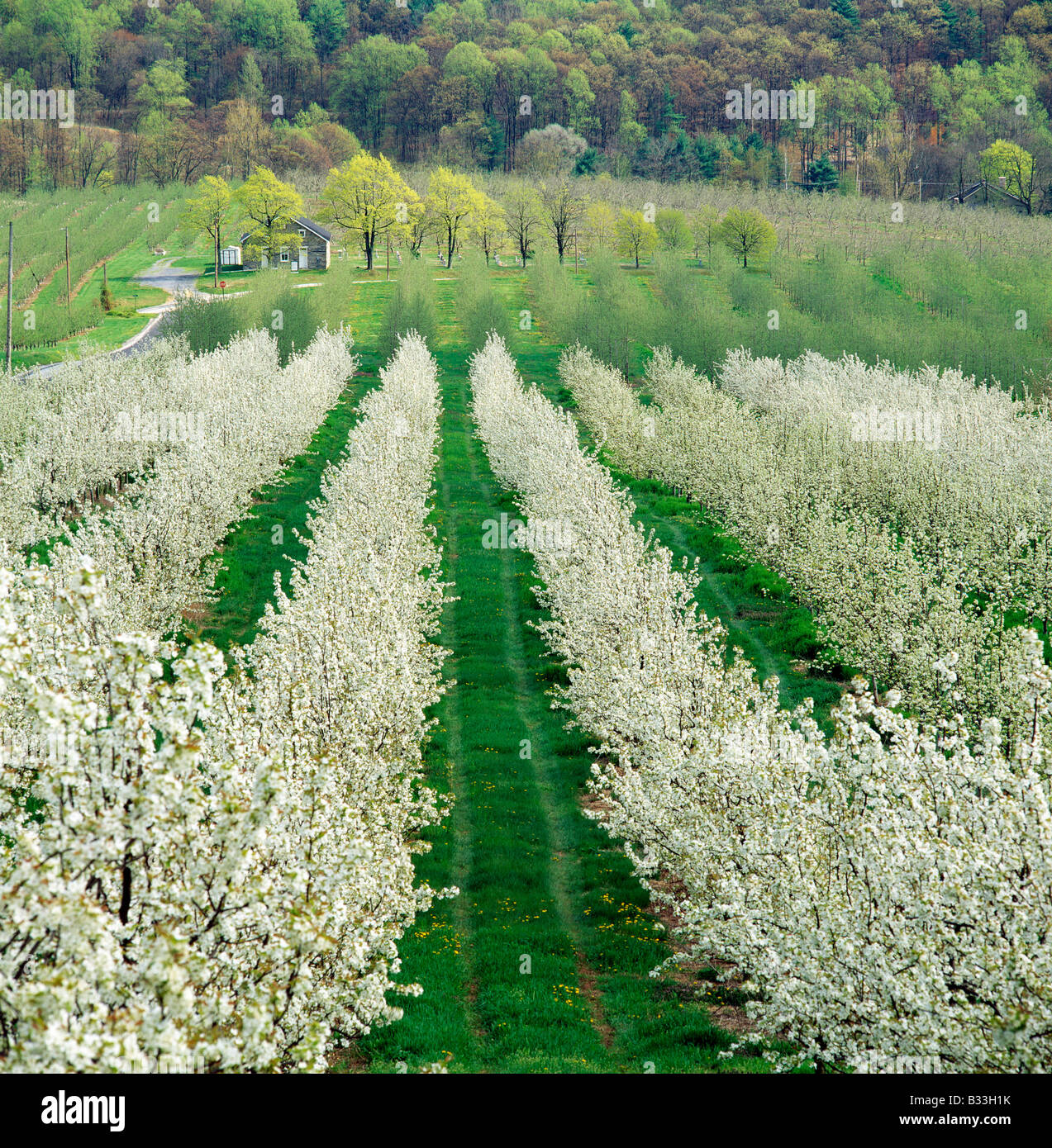 Pear trees in spring bloom, Rice Orchards, Adams County, Pennsylvania ...