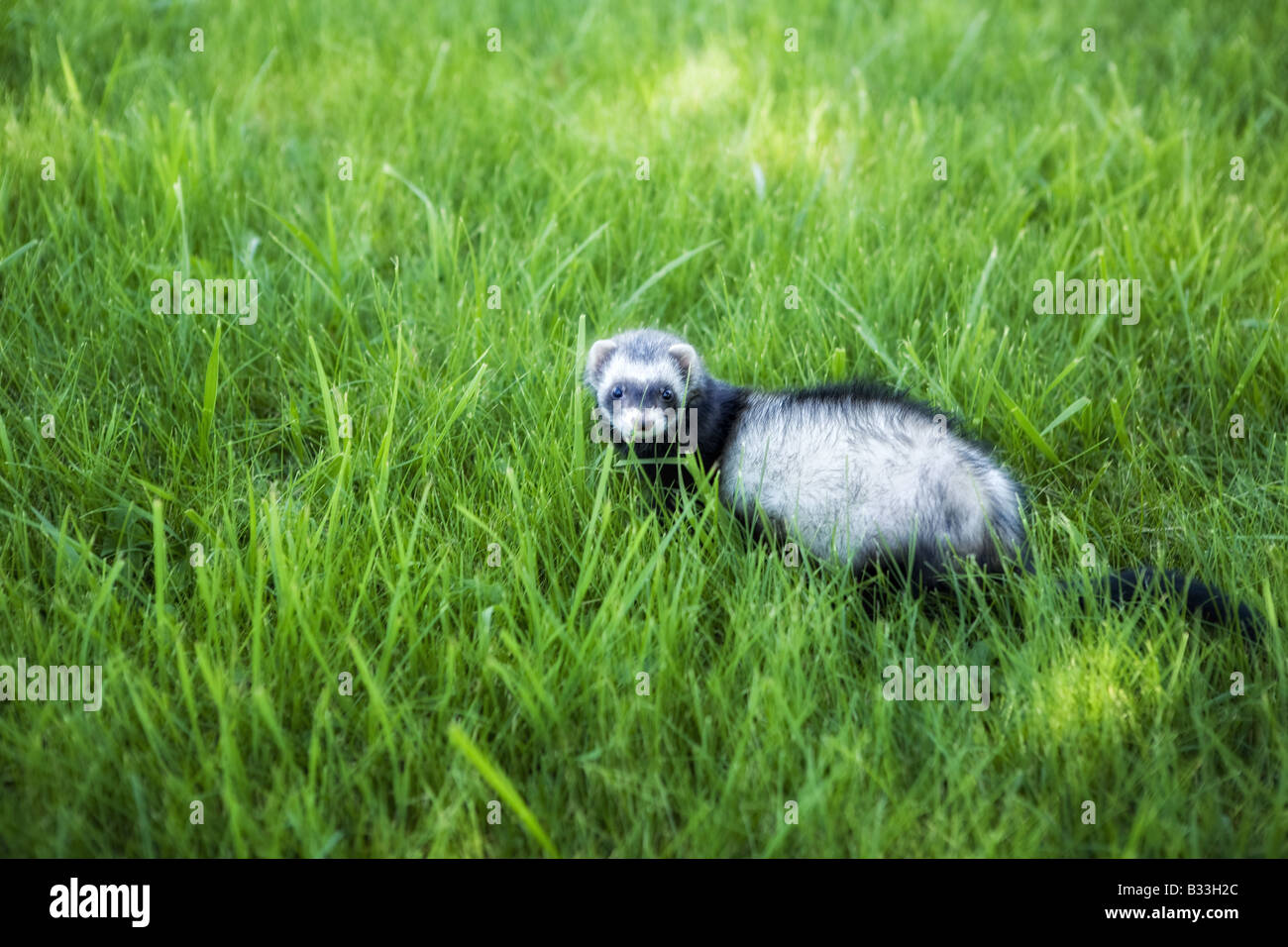 Cute sable ferret outdoors in green grass Stock Photo - Alamy