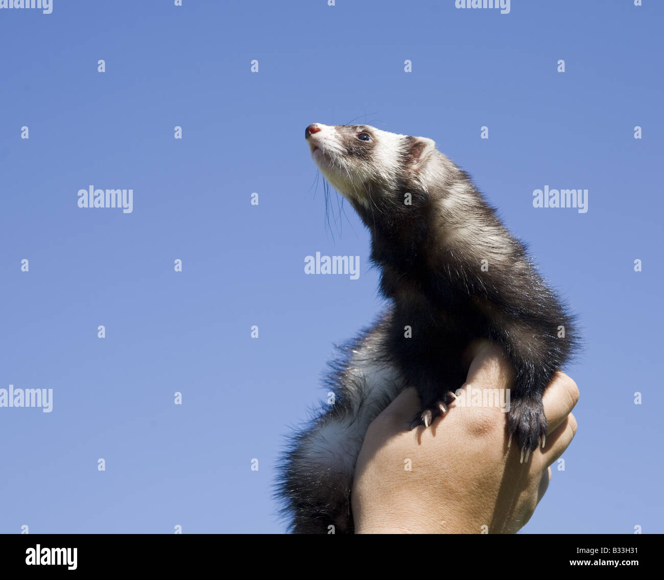 Cute sable ferret being held outdoors against blue sky Stock Photo - Alamy