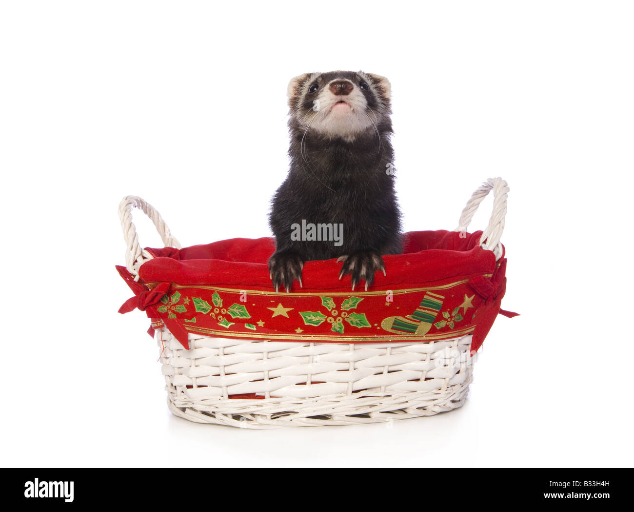 Cute sable ferret in Christmas basket isolated on white background ...