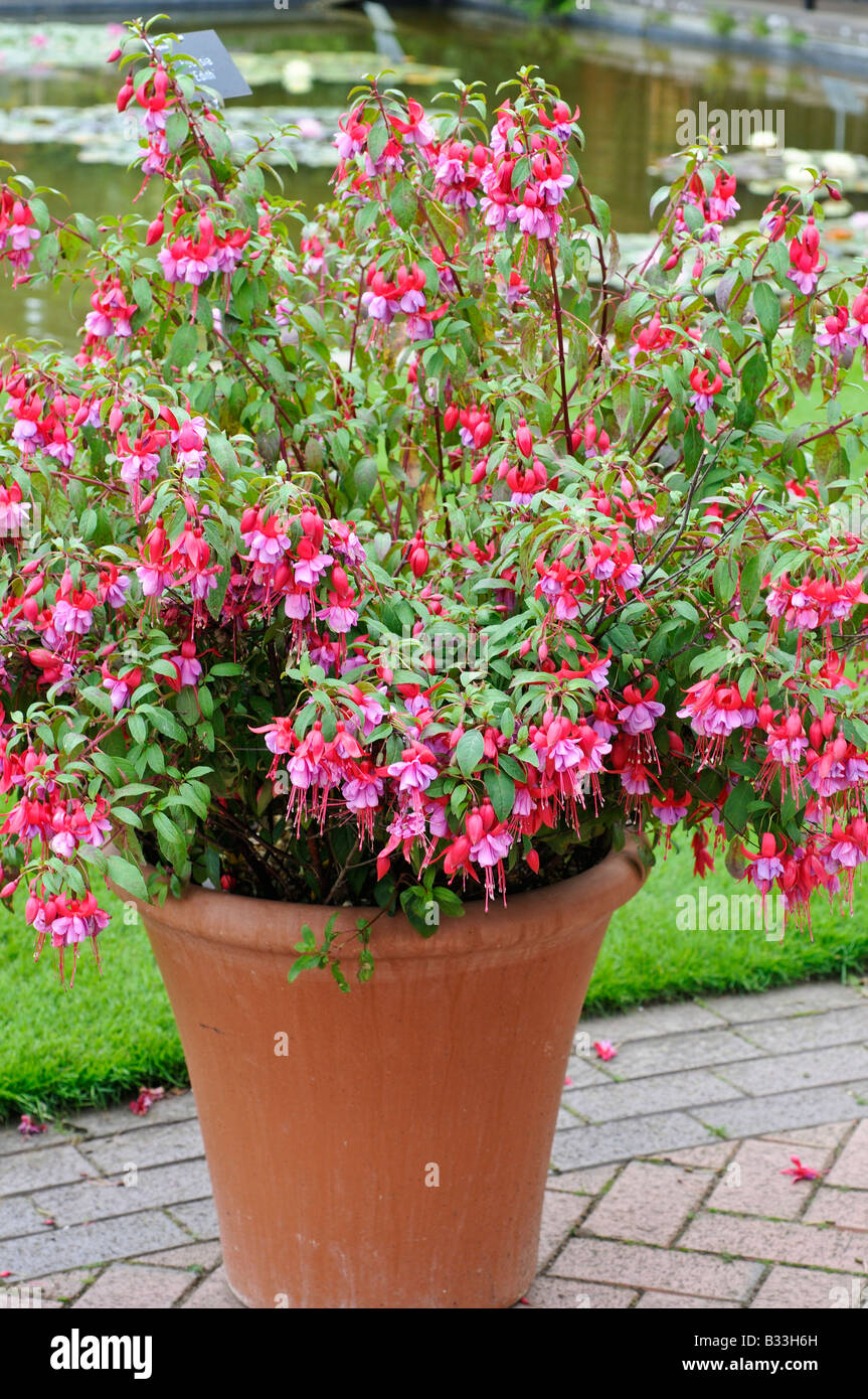 Fuchsia edith hi-res stock photography and images - Alamy