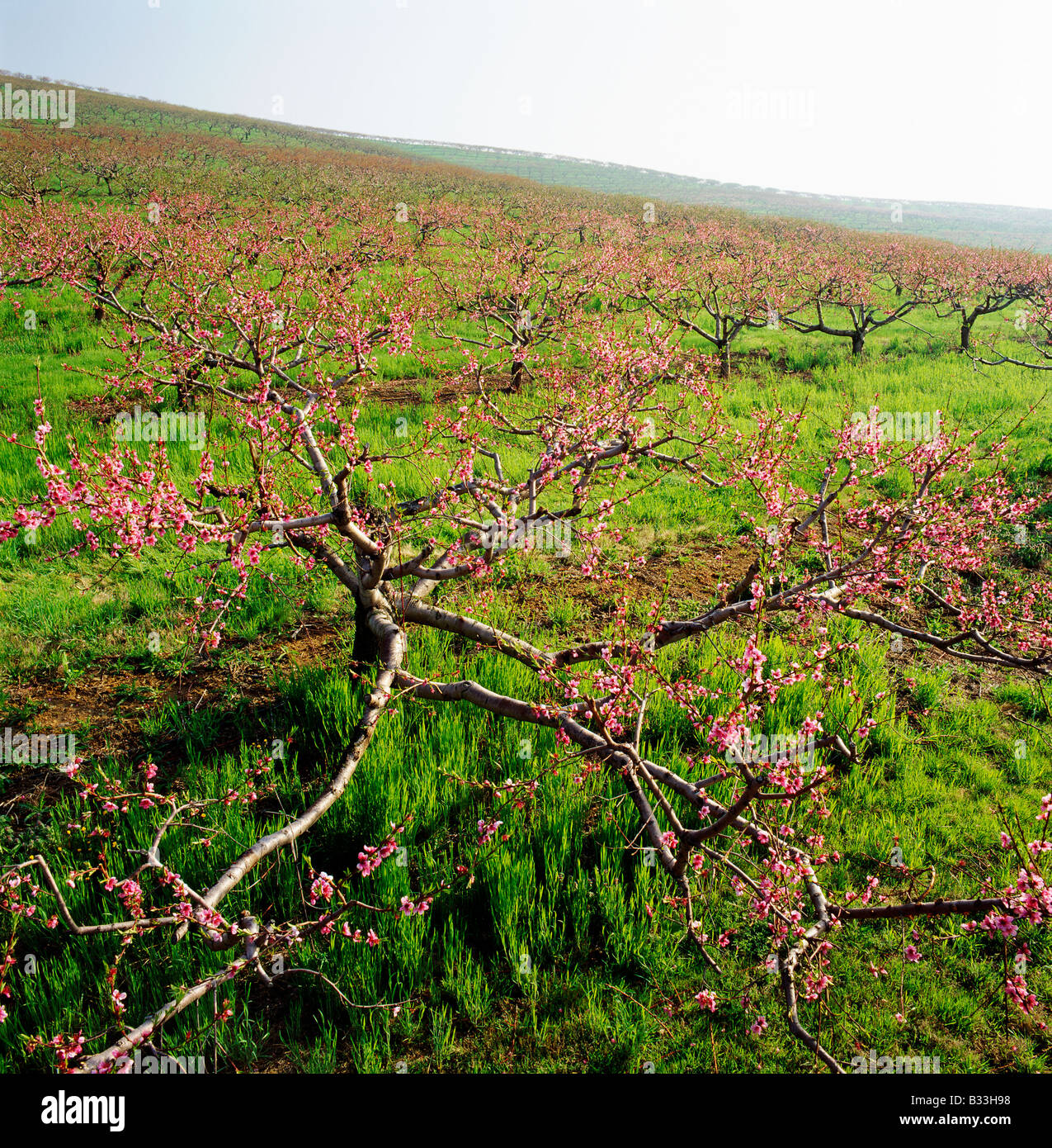 Peach blossom in orchard hi-res stock photography and images - Alamy