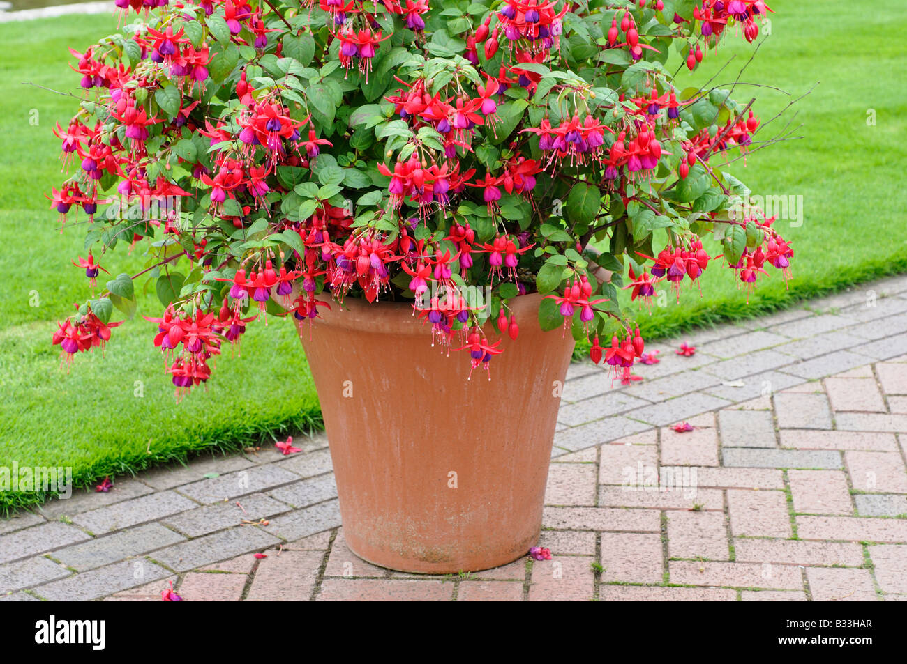 Potted fuchsia hi-res stock photography and images - Alamy