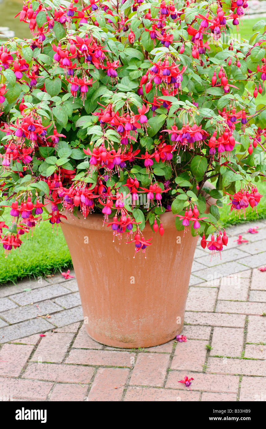 Fuchsia Pot High Resolution Stock Photography and Images - Alamy
