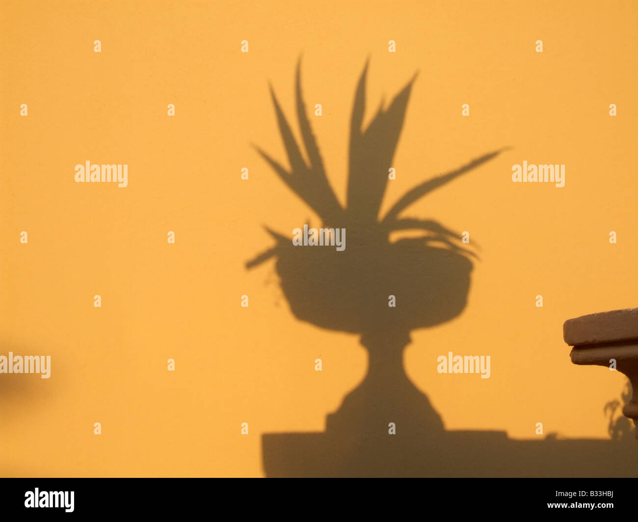 pot plant cactus shadow on house wall in greece Stock Photo - Alamy