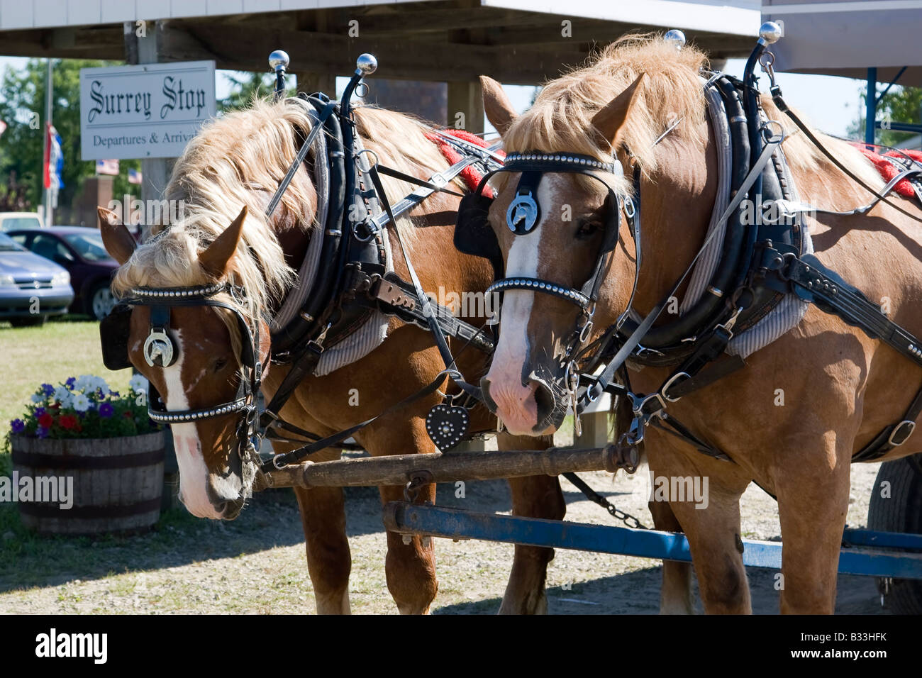 horse drawn carriage surrey ride Stock Photo - Alamy