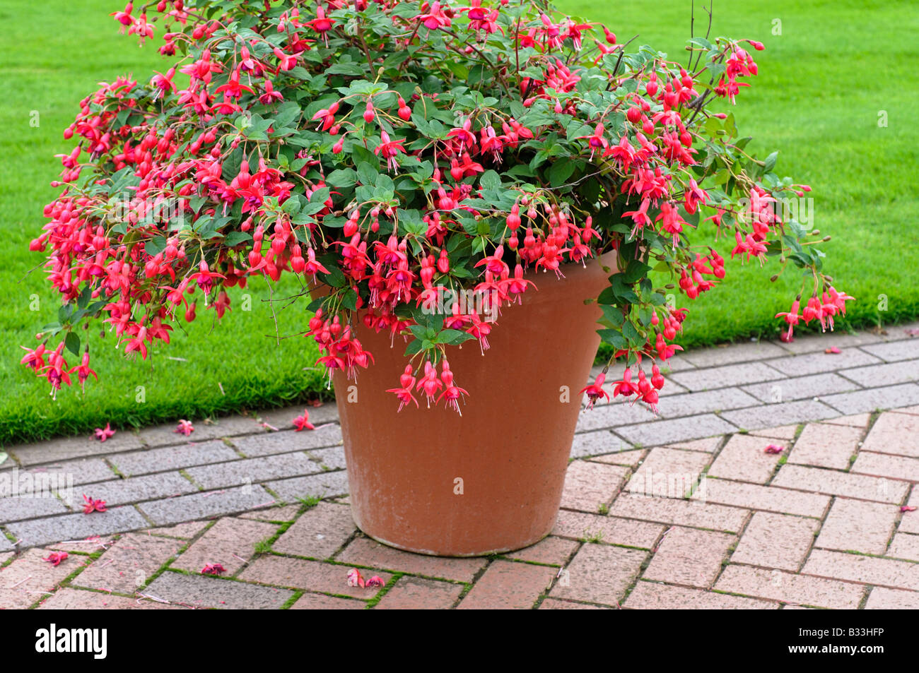 Phyllis Stock Photos & Phyllis Stock Images - Alamy