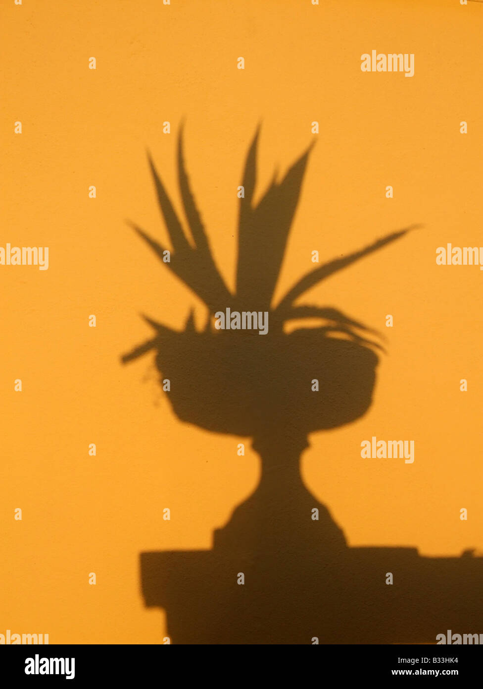pot plant cactus shadow on house wall in greece Stock Photo - Alamy