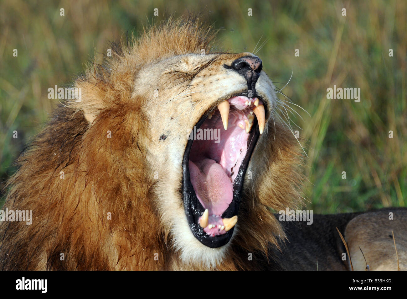 Lion roar hi-res stock photography and images - Alamy