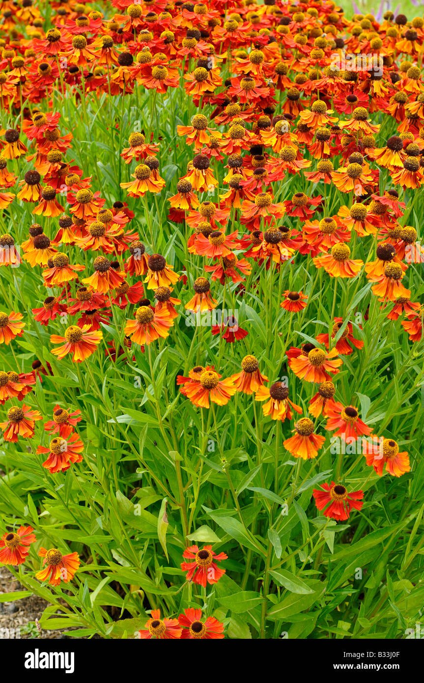 Helenium MOERHEIM BEAUTY Stock Photo - Alamy