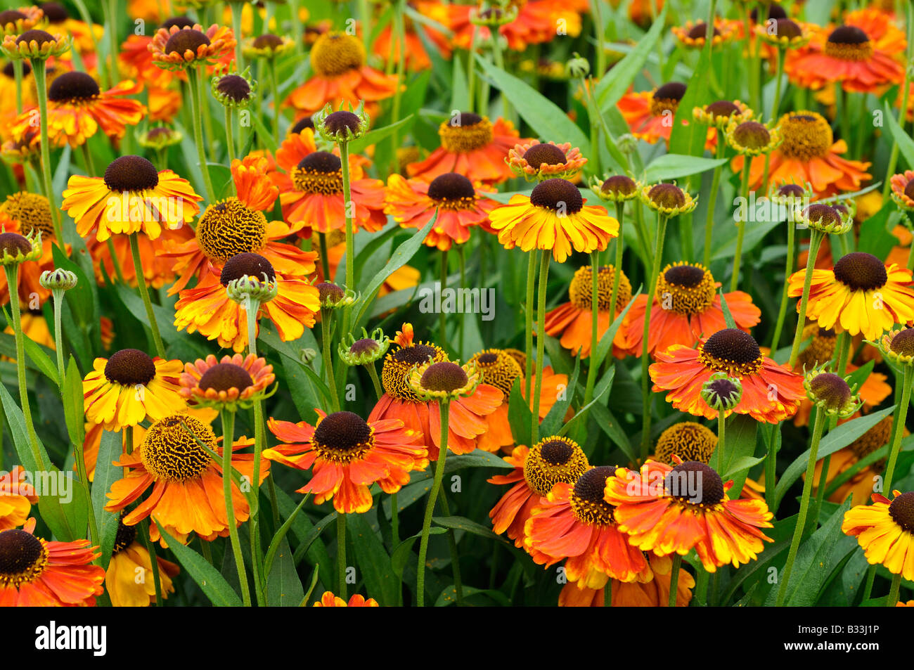 Helenium hi-res stock photography and images - Alamy