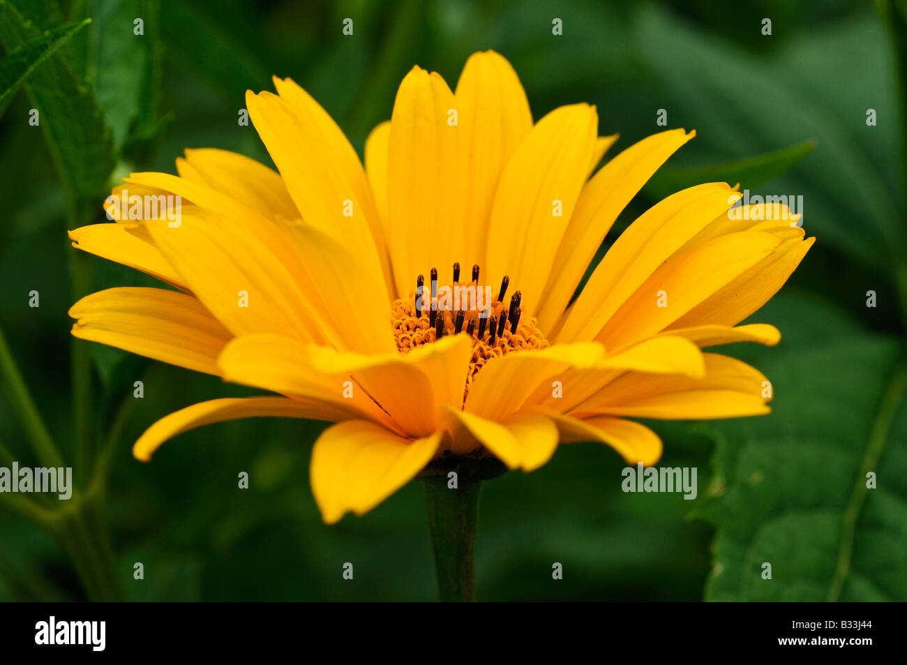 Heliopsis hi-res stock photography and images - Alamy