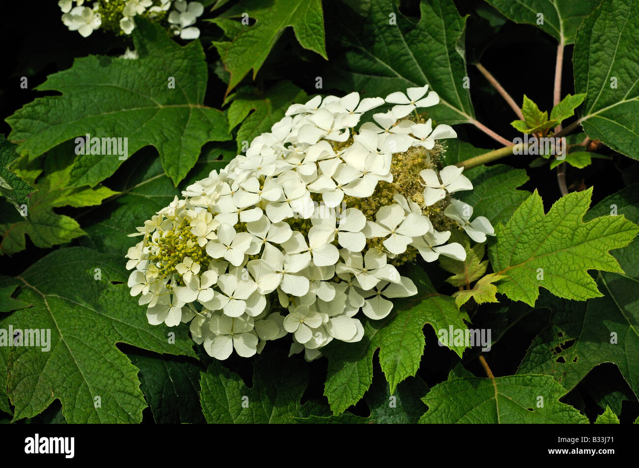 Hydrangea quercifolia PEE WEE Stock Photo - Alamy