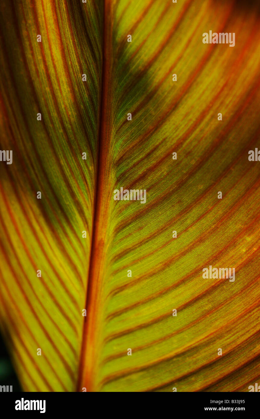 Vertical leaf pattern hi-res stock photography and images - Alamy