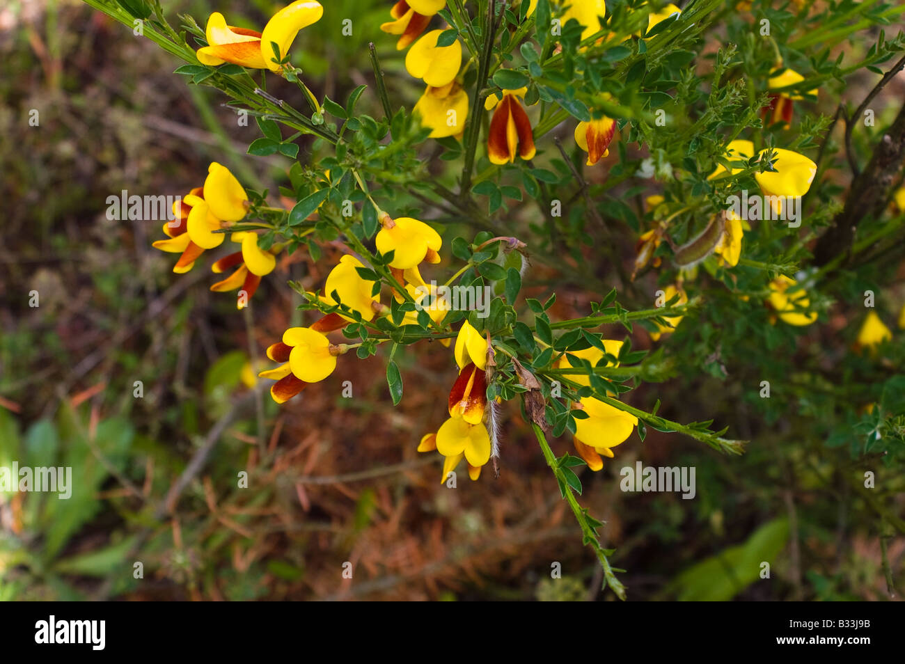 Scotch broom hi-res stock photography and images - Alamy