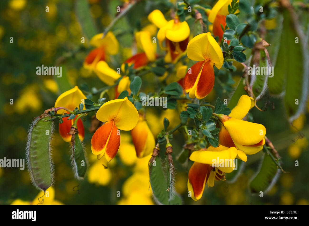 Scotch broom hi-res stock photography and images - Alamy