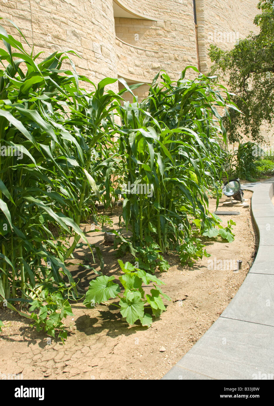 Corn, beans, and squash, Native American crops, being grown at National ...