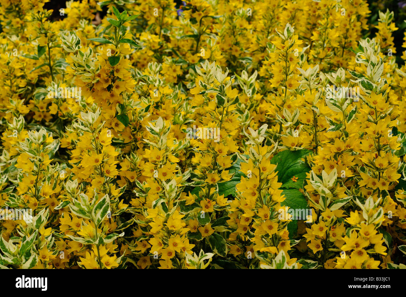 Lysimachia Punctata ALEXANDER Stock Photo - Alamy Lysimachia Punctata ALEXANDER Stock Photo - Alamy