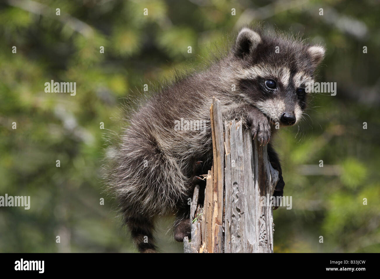 Baby raccoon at night hi-res stock photography and images - Alamy
