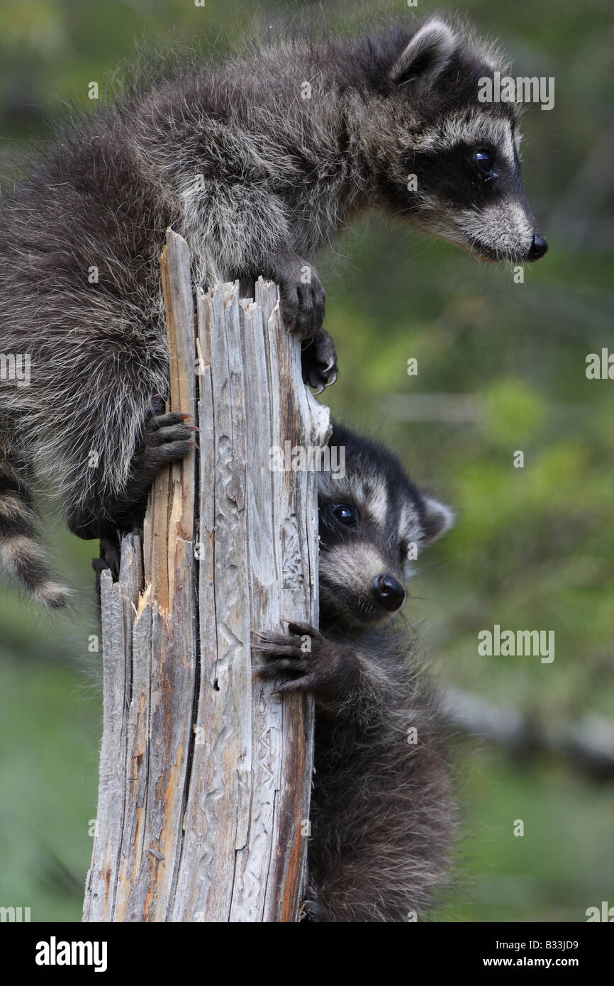 Baby raccoon at night hi-res stock photography and images - Alamy