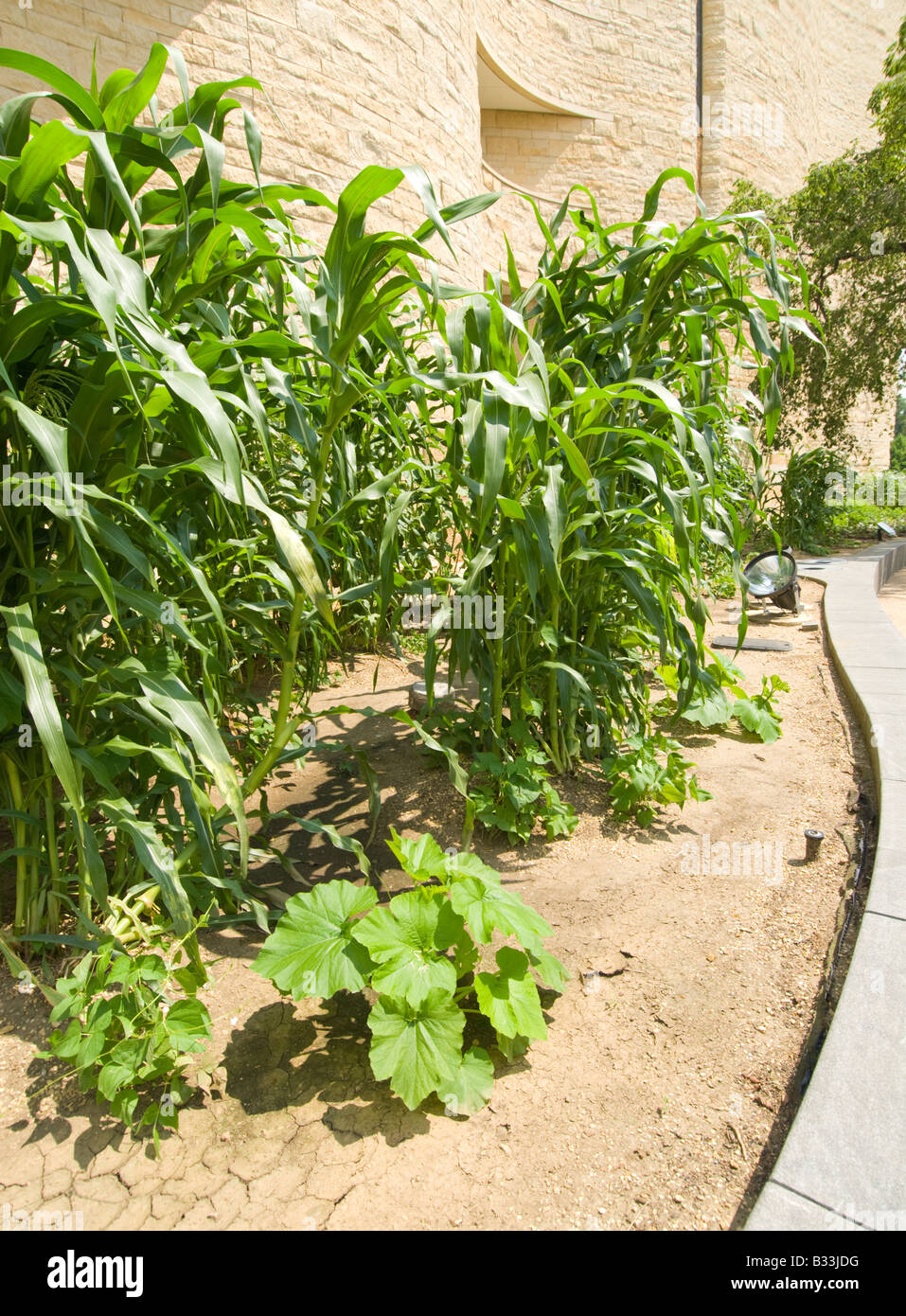 Corn, beans, and squash, Native American crops, being grown at National ...