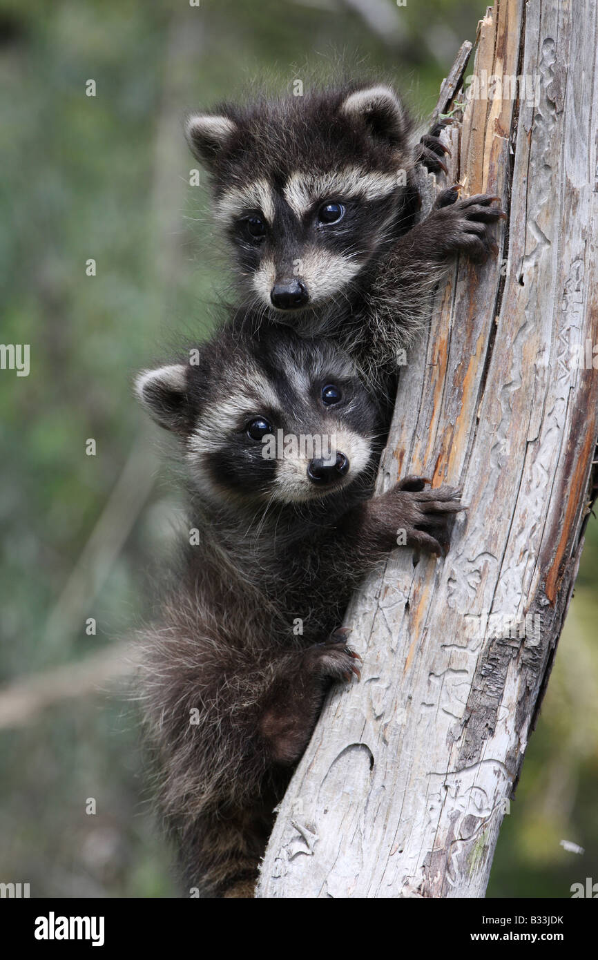 Cute racoon hi-res stock photography and images - Alamy