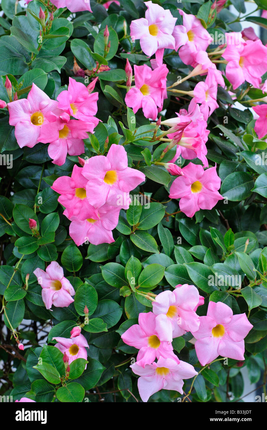 Mandevilla hi-res stock photography and images - Alamy
