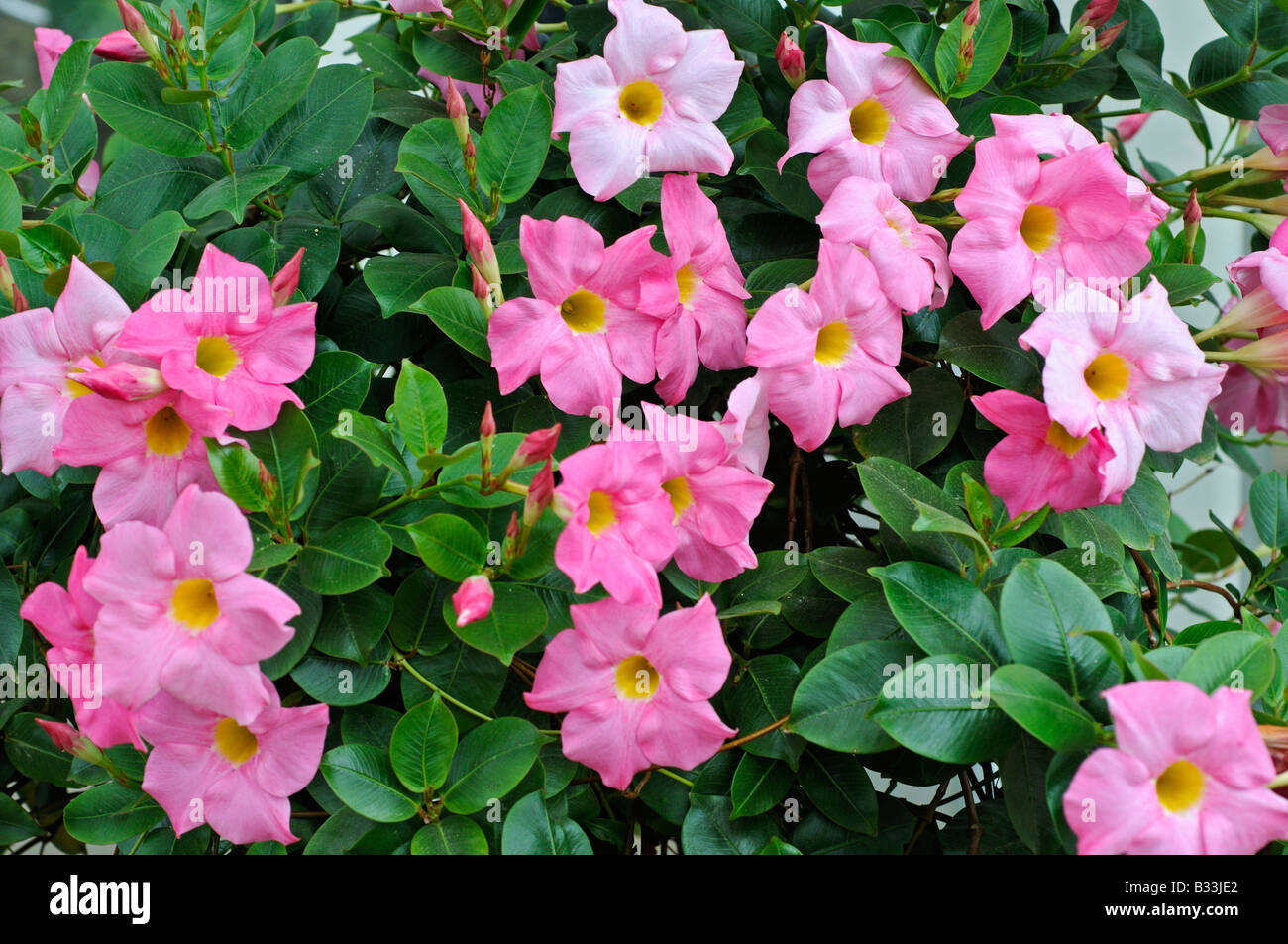 Mandevilla sanderi flowers Stock Photo - Alamy