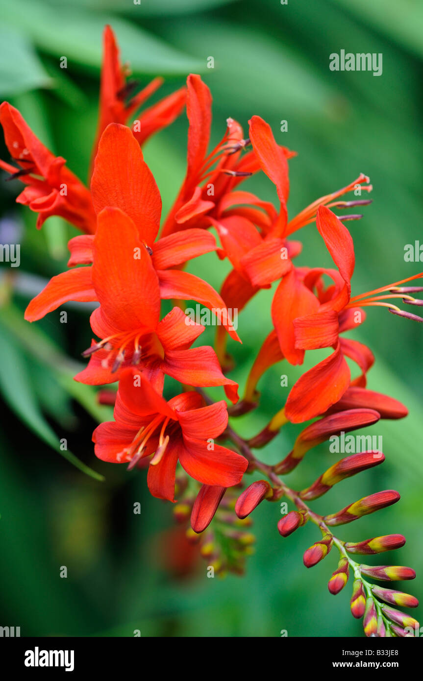 Montbretia hi-res stock photography and images - Alamy