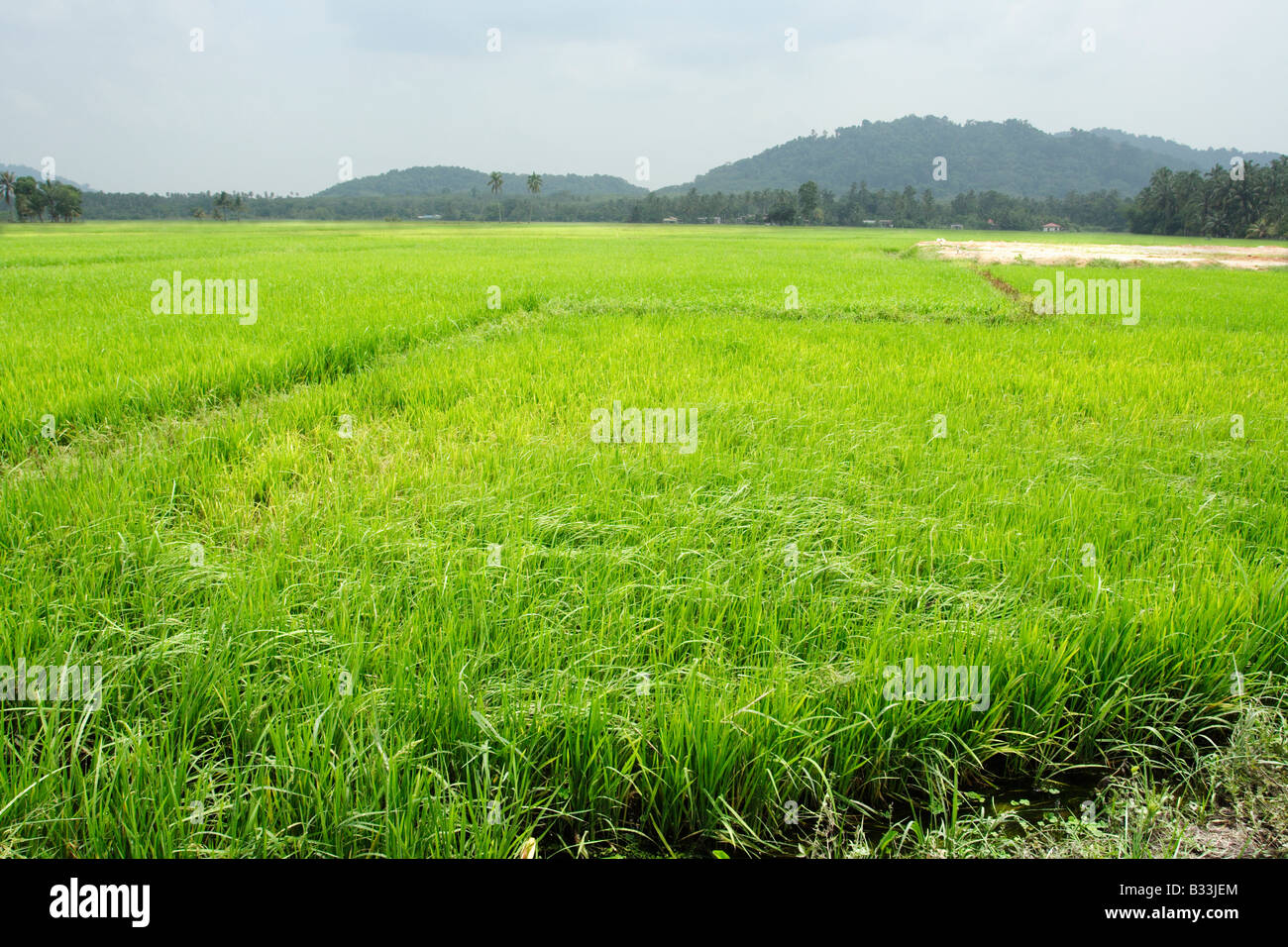 Rice field in the state of Kelantan, Malaysia Stock Photo - Alamy