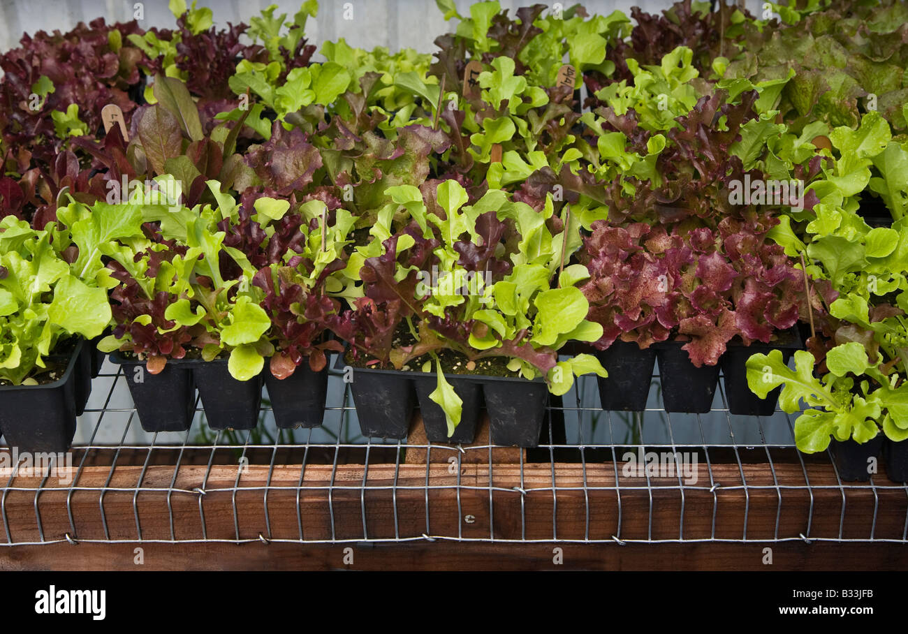 ORGANIC RED LEAF and GREEN LEAF lettuce starters in a GREENHOUSE at the ...