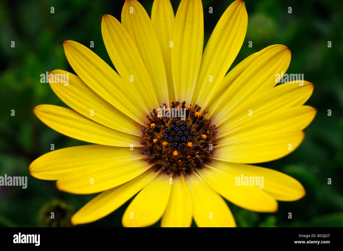 Osteospermum flower hi-res stock photography and images - Alamy