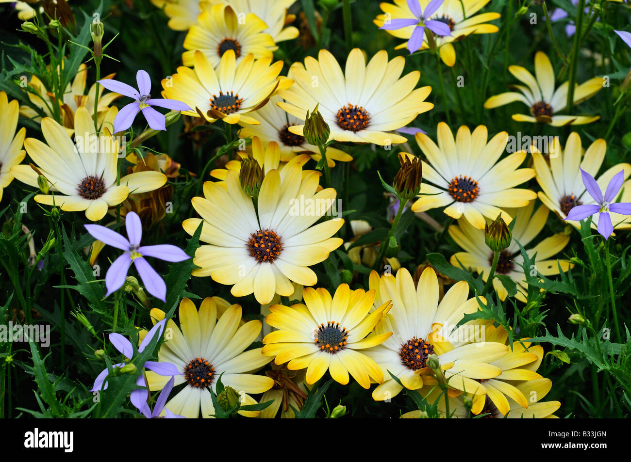 Osteospermum High Resolution Stock Photography and Images - Alamy