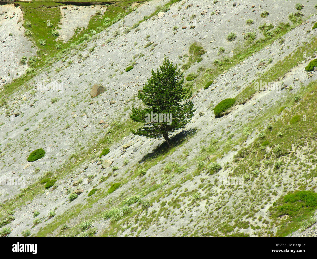 The lonely tree growing on a slope of mountain Stock Photo - Alamy
