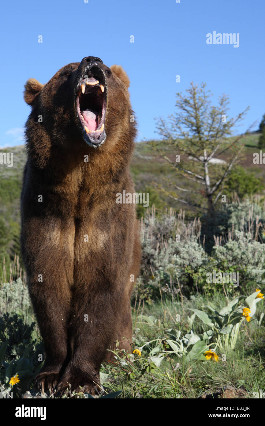 Angry grizzly bear hi-res stock photography and images - Alamy
