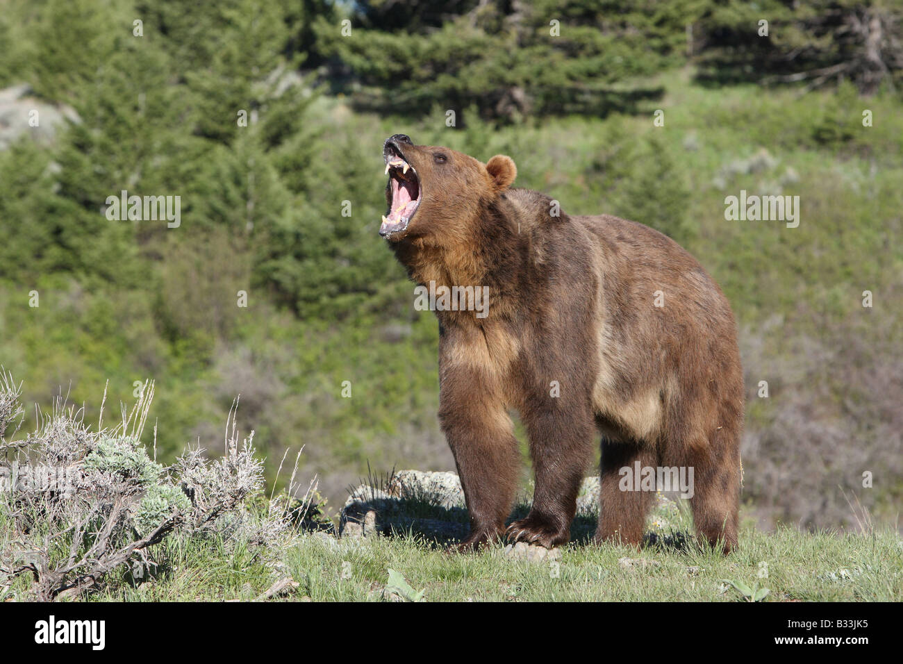 Angry grizzly bear hi-res stock photography and images - Alamy