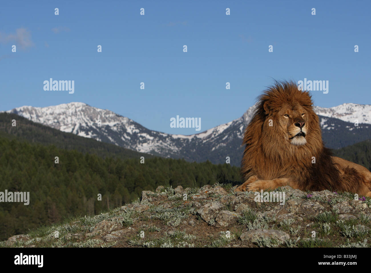 Barbary lion hi-res stock photography and images - Alamy