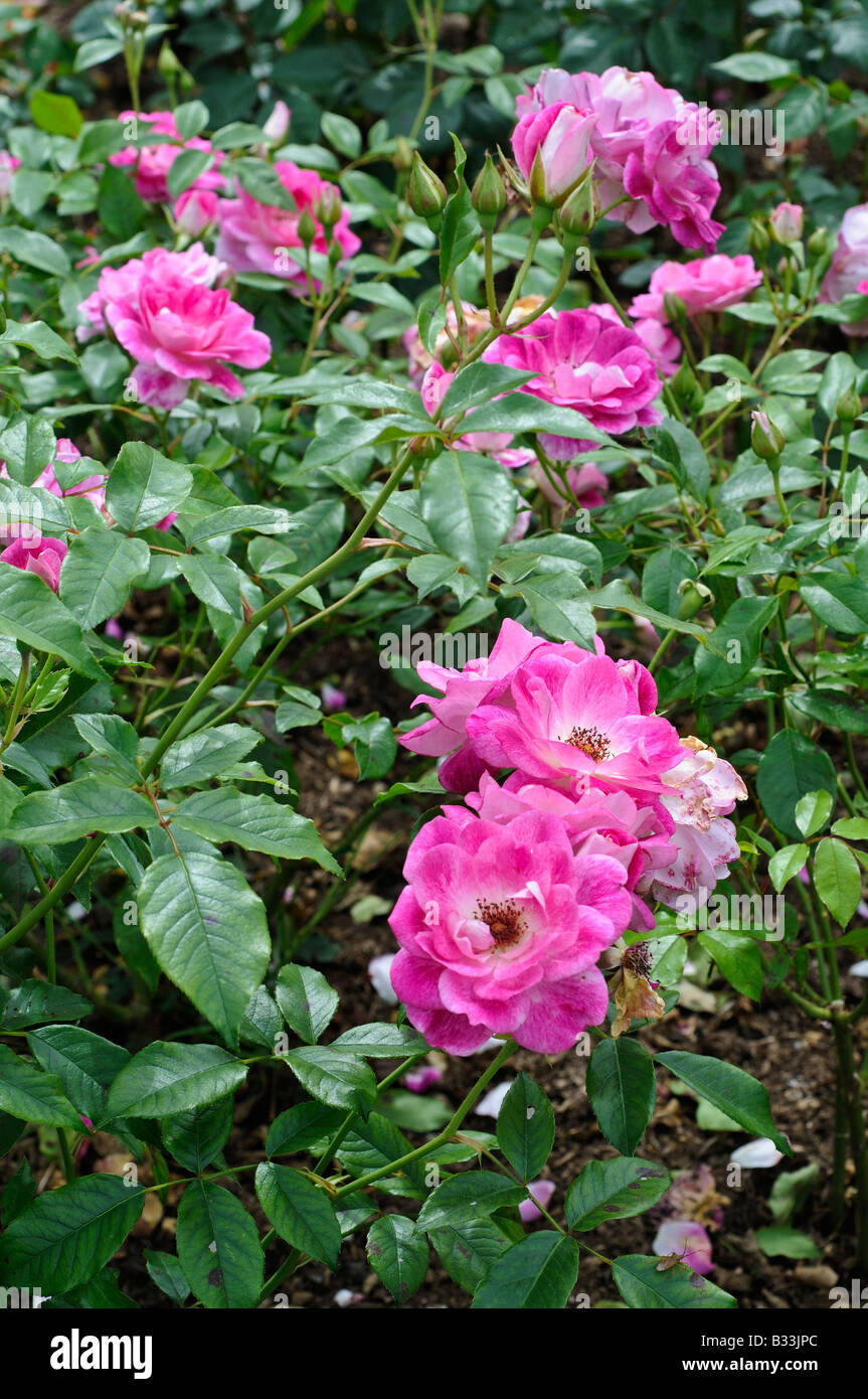 Rosa Brilliant Pink Iceberg PROBRIL Stock Photo - Alamy
