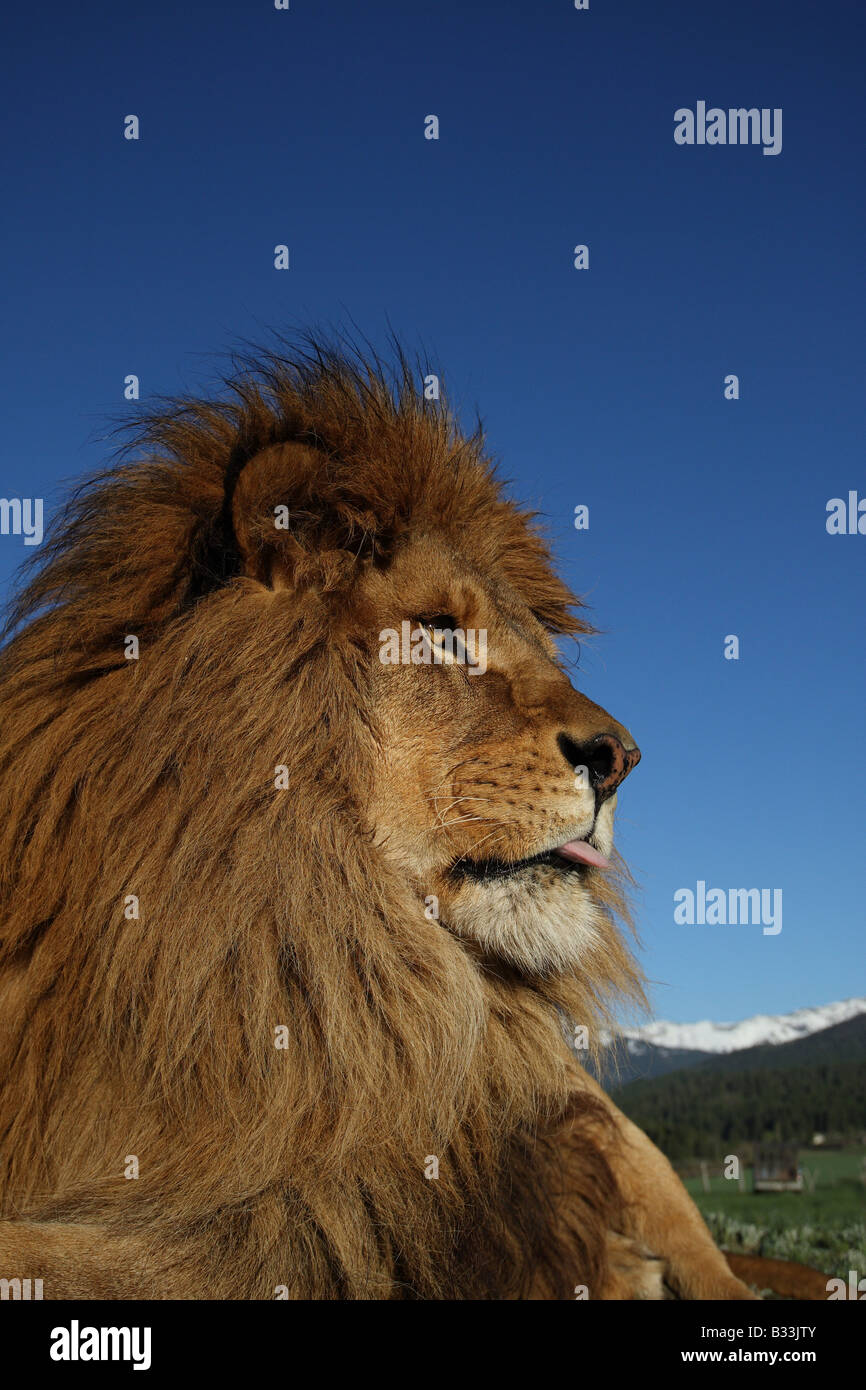 African barbary lion male hi-res stock photography and images - Alamy