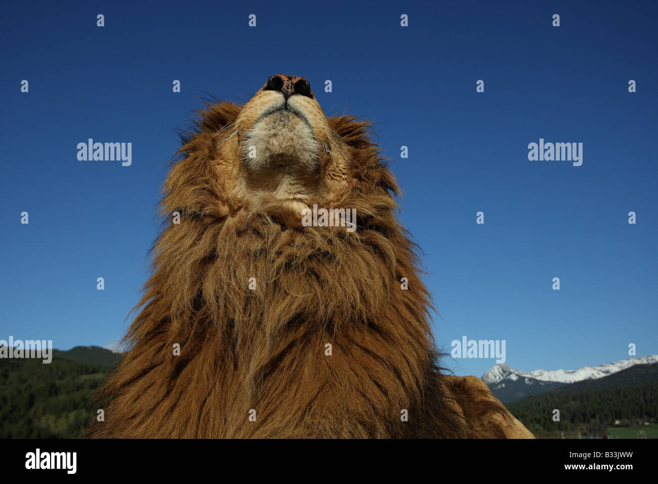 Portrait male barbary lion panthera hi-res stock photography and images ...