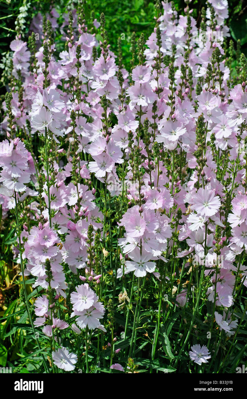 Sidalcea ELSIE HEUGH Stock Photo - Alamy