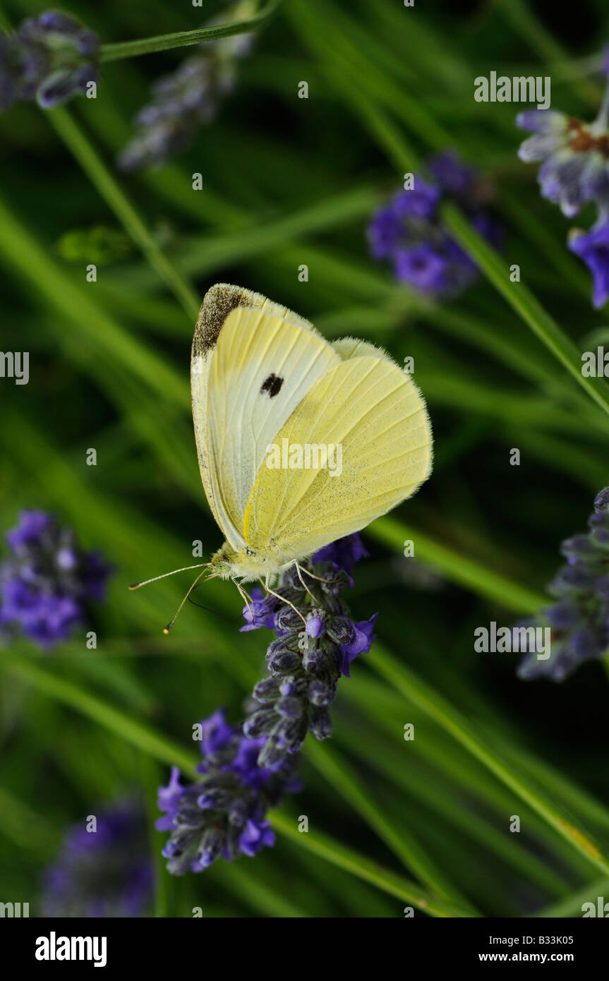 Small cabbage white butterfly Pieris rapae on lavender flower Stock ...