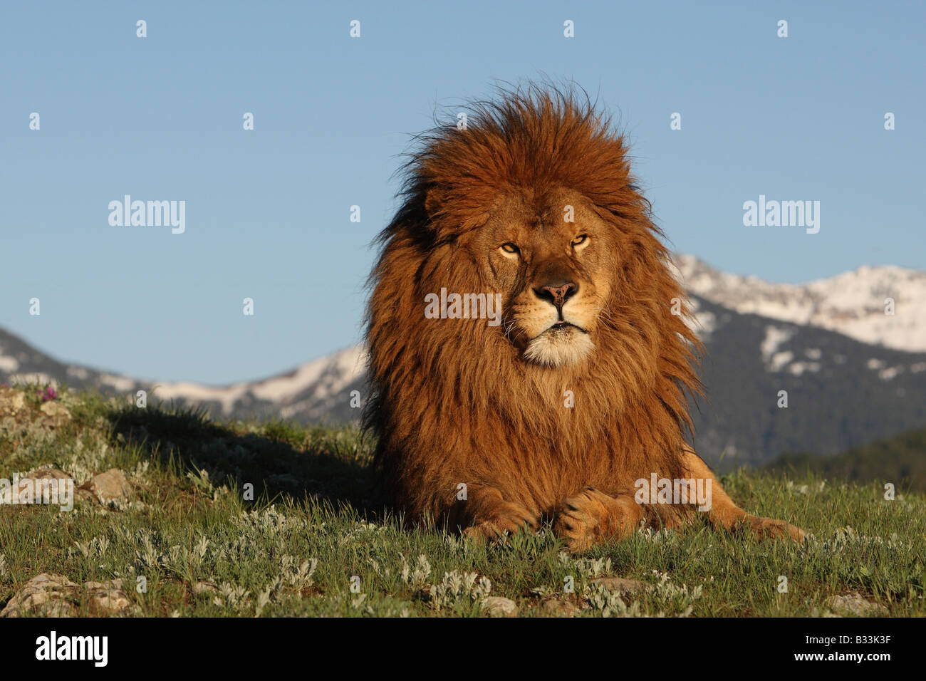Portrait male barbary lion panthera hi-res stock photography and images ...
