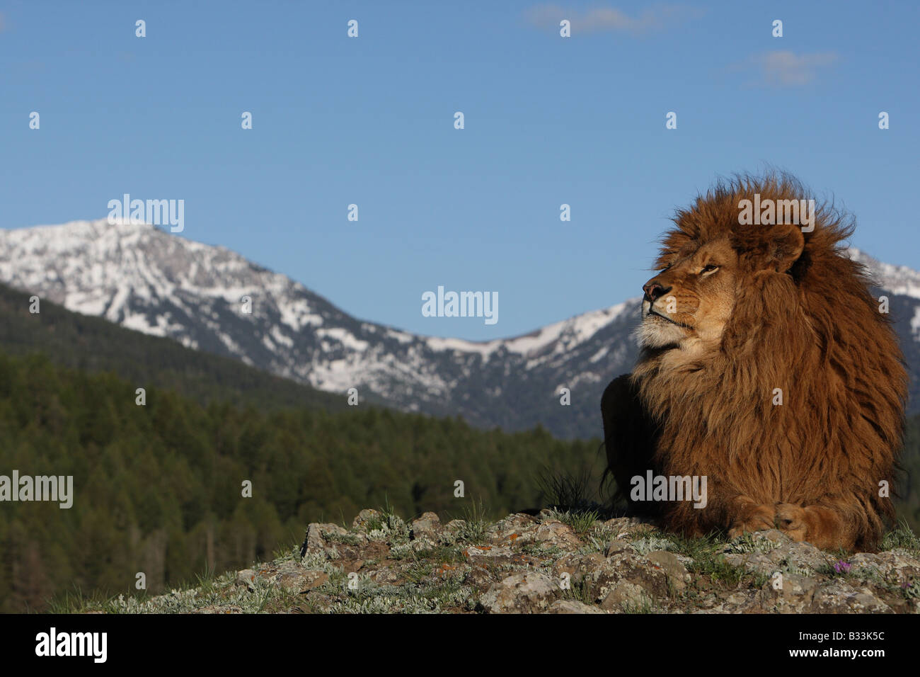 African Barbary Lion High Resolution Stock Photography and Images - Alamy
