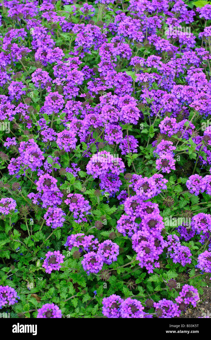 Homestead purple verbena hi-res stock photography and images - Alamy