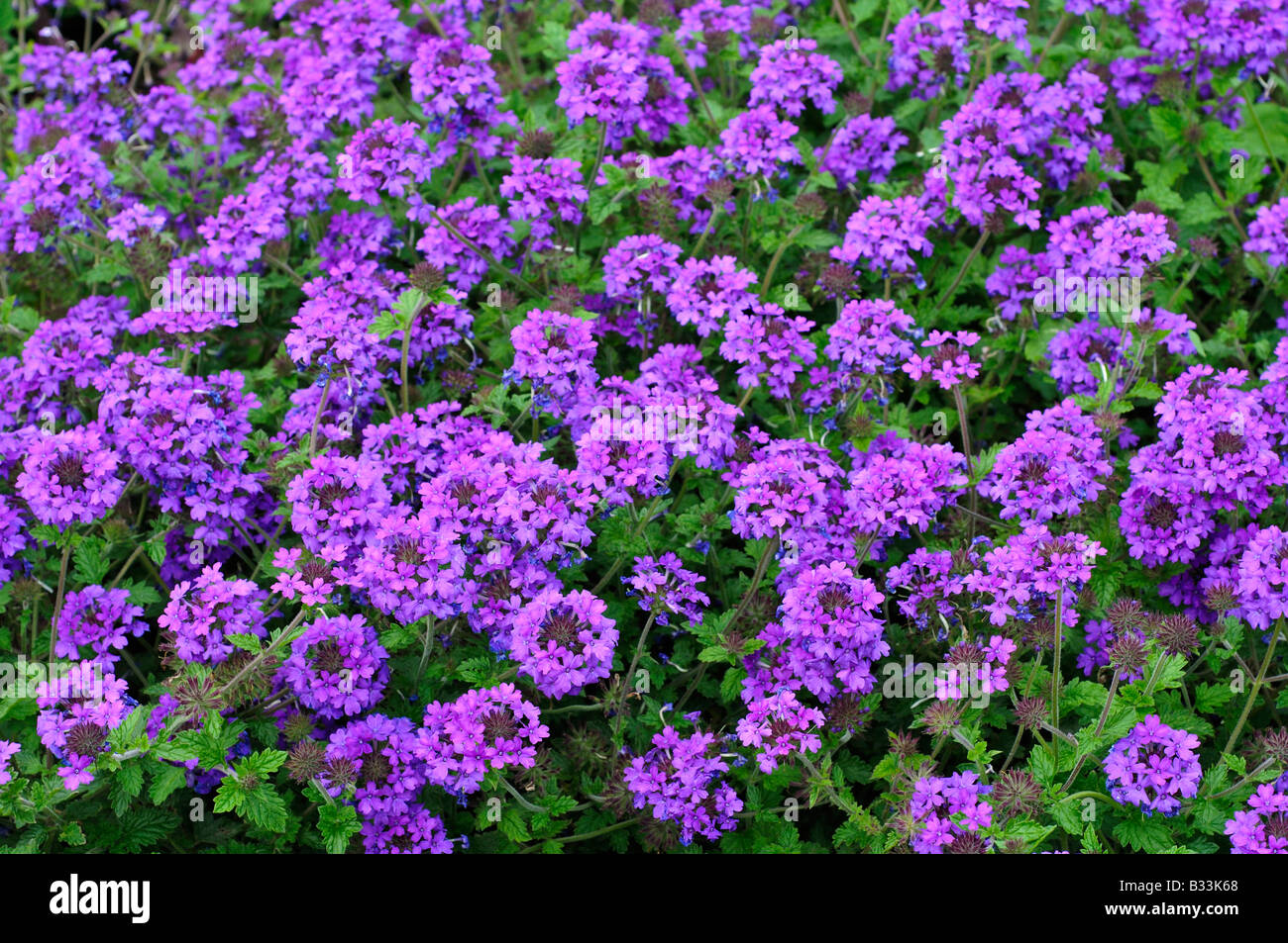 Verbena HOMESTEAD PURPLE Stock Photo - Alamy