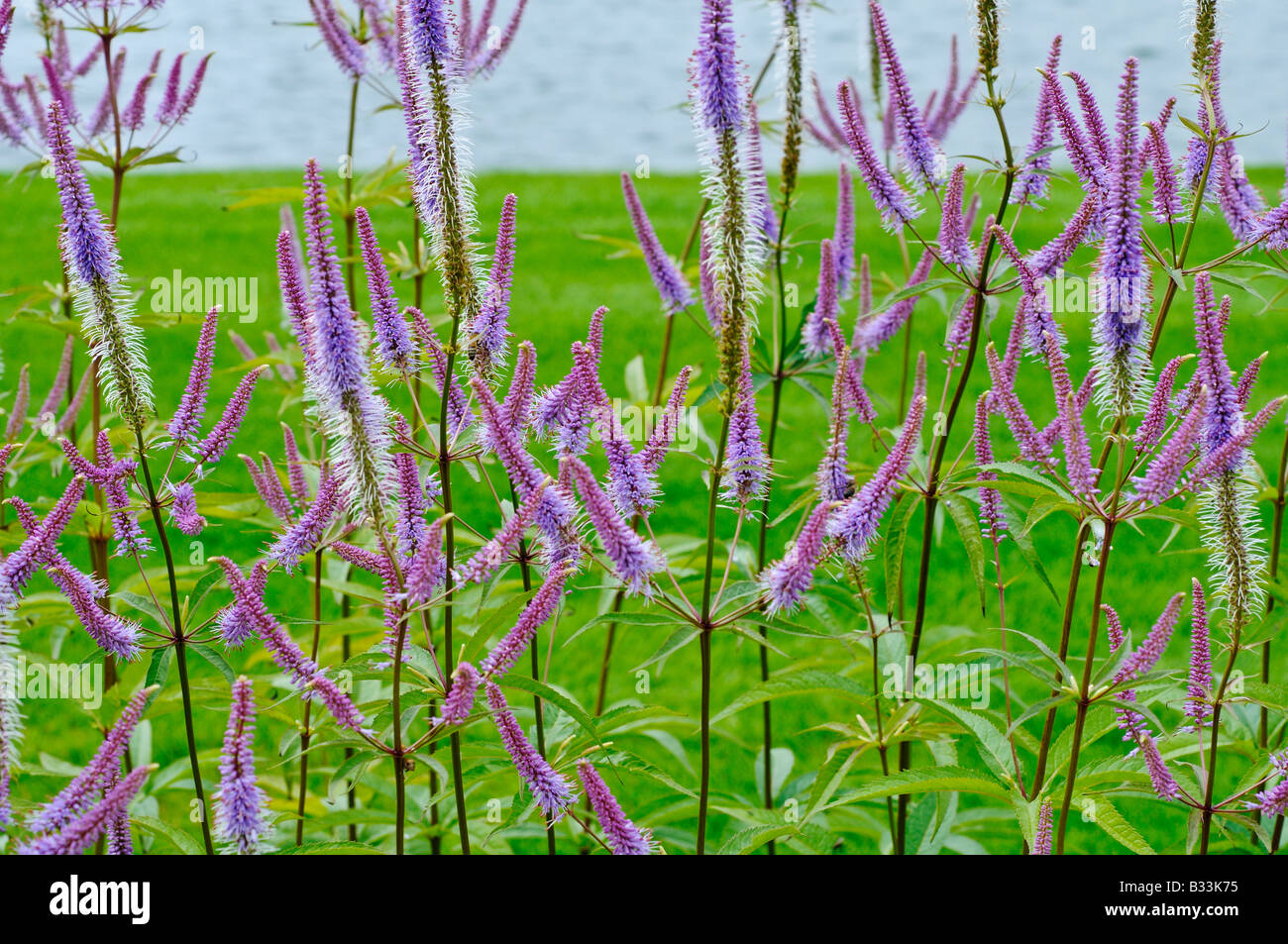 Veronicastrum virginicum FASCINATION Stock Photo - Alamy