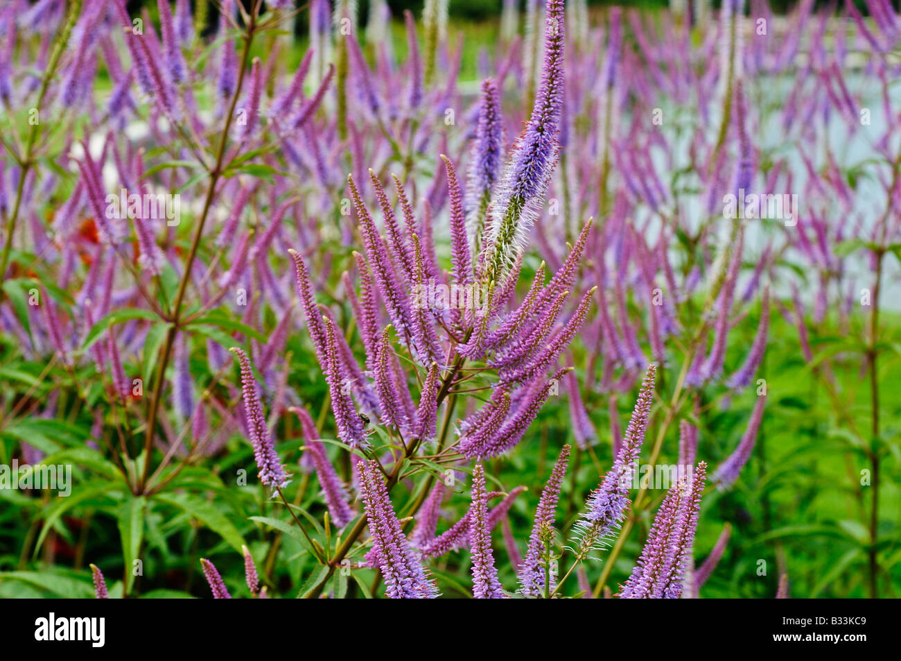 Veronicastrum virginicum hi-res stock photography and images - Alamy