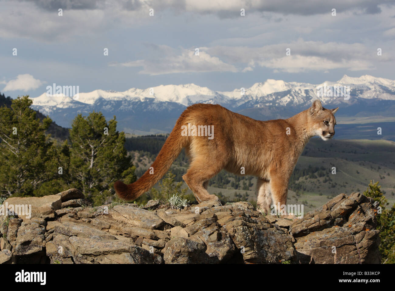 Majestic puma hi-res stock photography and images - Alamy