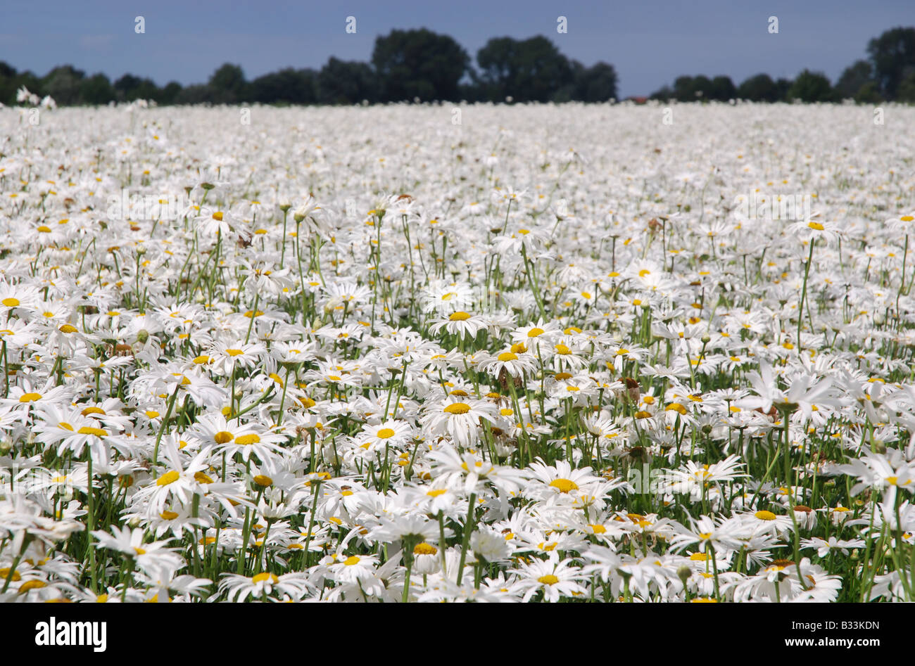 Oxeye daisy seeds hi-res stock photography and images - Alamy